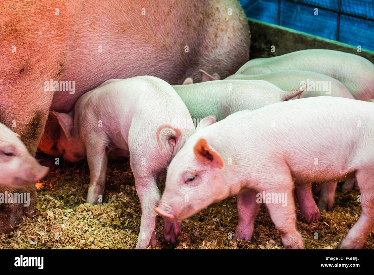 Brooklyn Fair Brooklyn, Connecticut, USA Stock Photo - Alamy