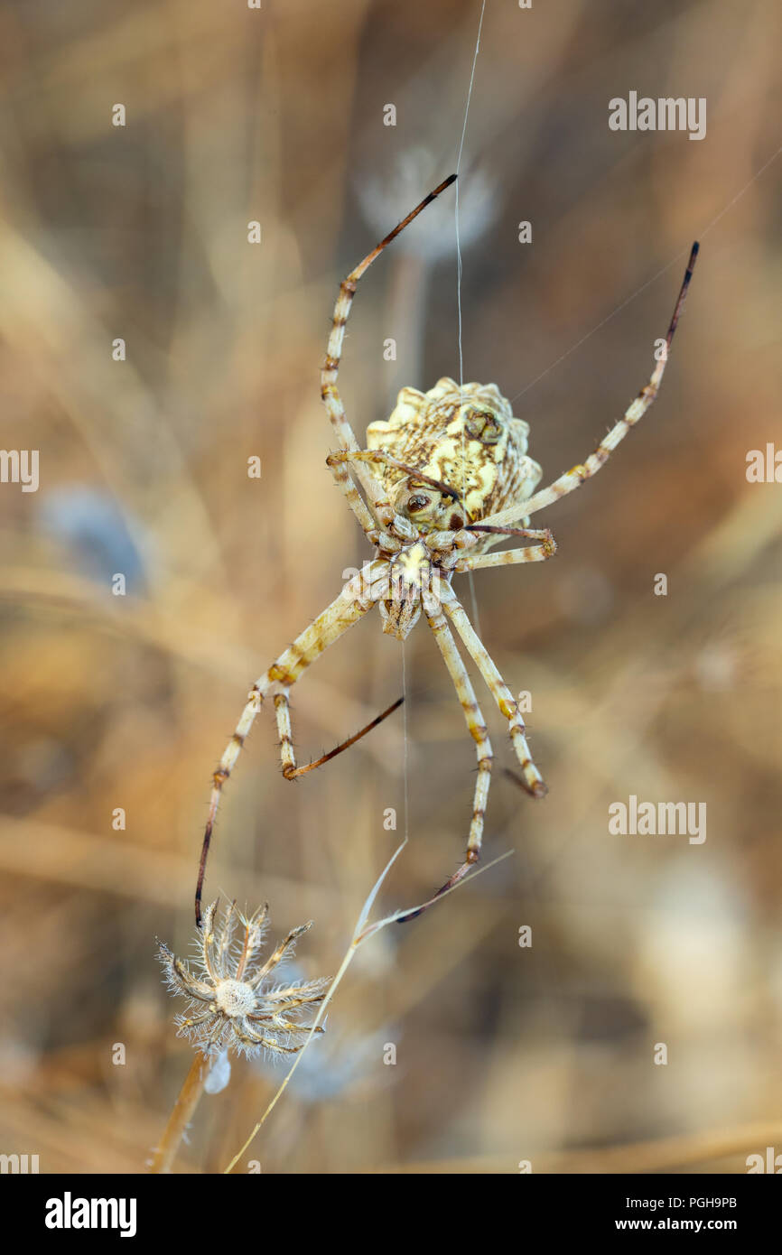Spider in its web Stock Photo - Alamy