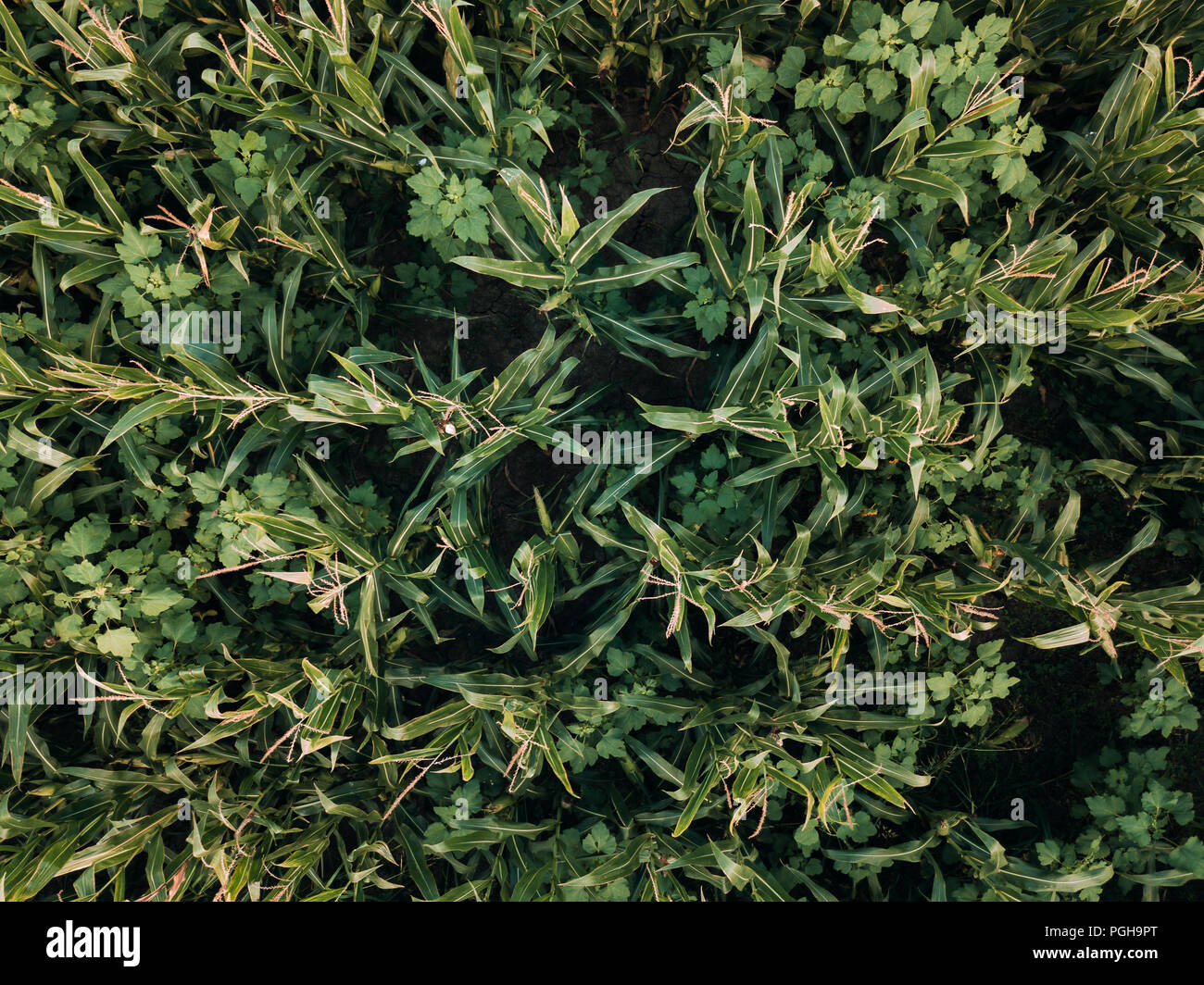 Drone photography of weeds growing in cultivated cornfield and ...