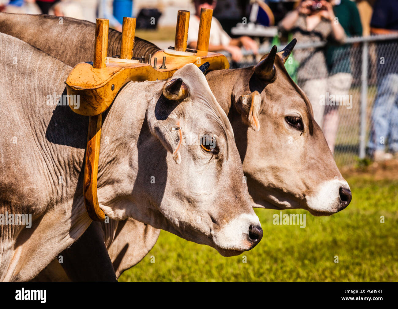 Brooklyn Fair Brooklyn, Connecticut, USA Stock Photo - Alamy