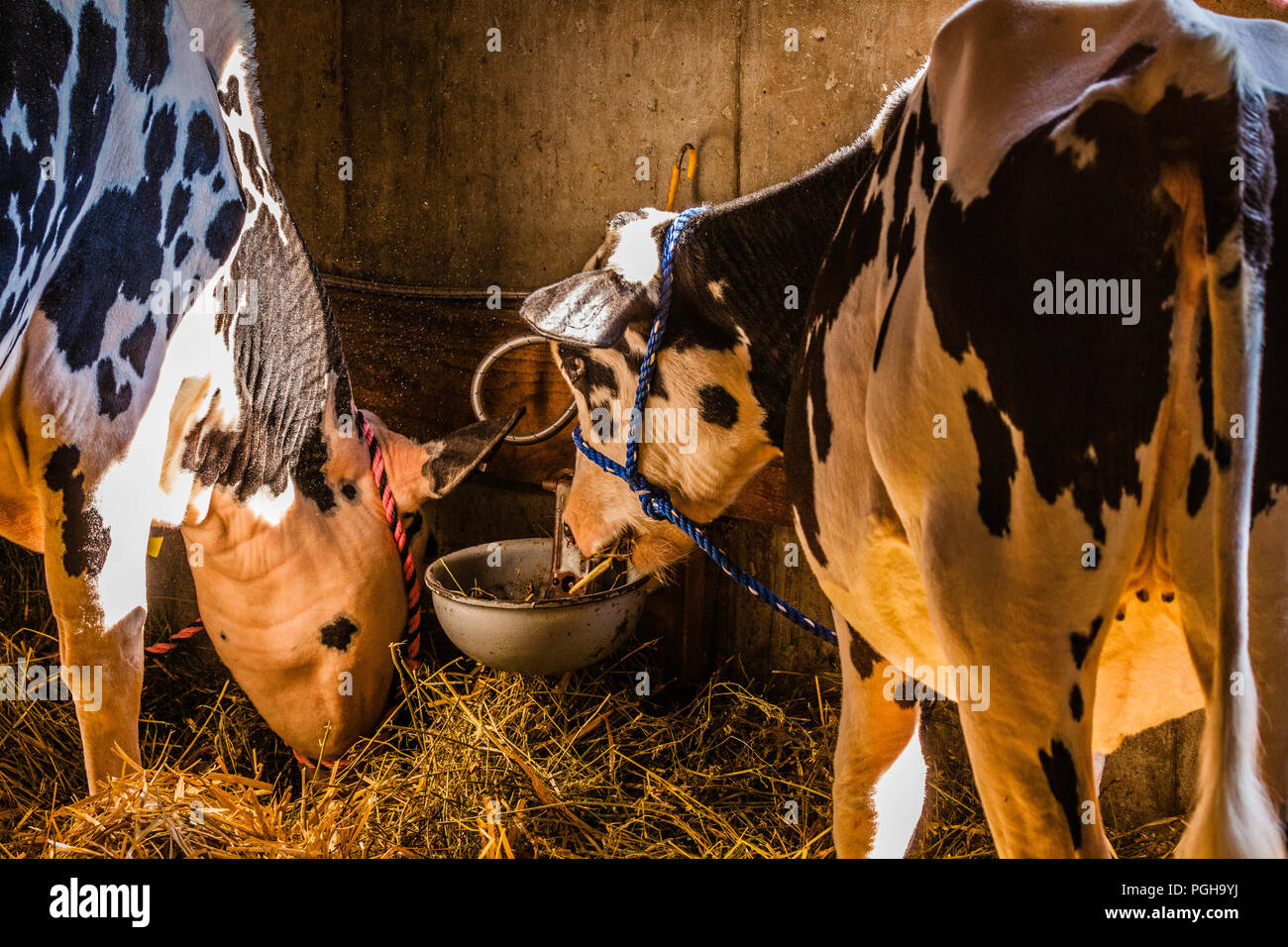 Brooklyn Fair Brooklyn, Connecticut, USA Stock Photo - Alamy