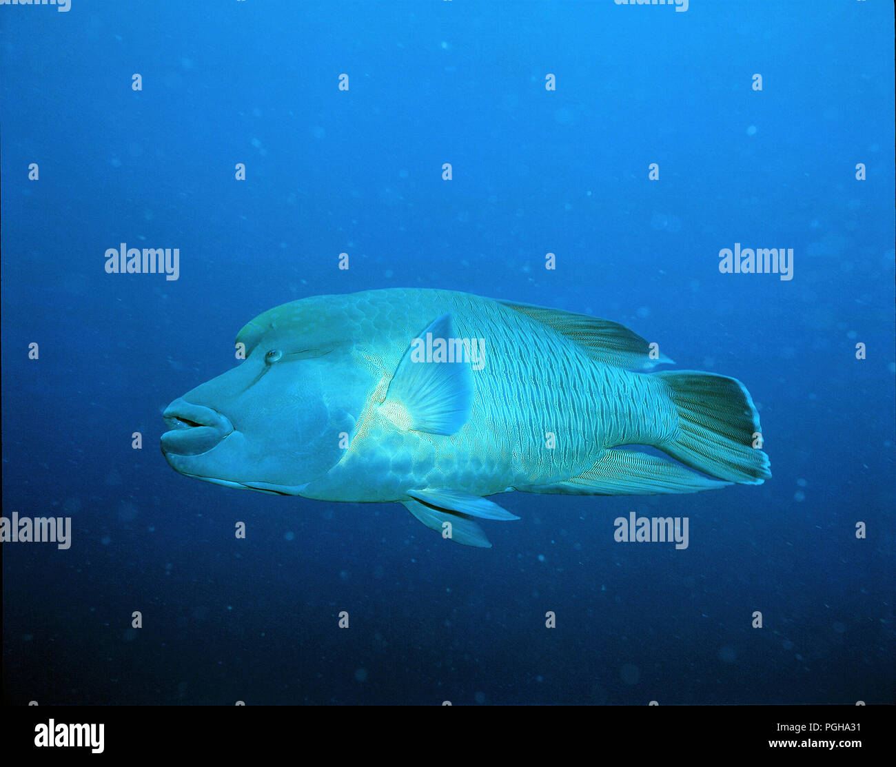 Lippfish hi-res stock photography and images - Alamy