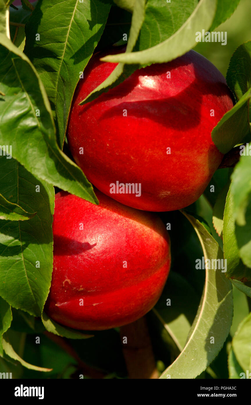 Nectarine (Persica vulgaris) - Gard (30) - Southern France Nectarine ...