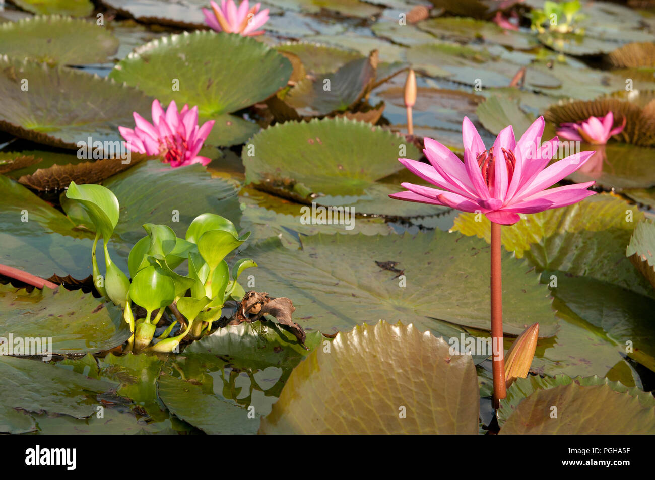 Red Indian water lily - open flower (Nymphaea pubescens) - Tale Noi - Patthalung - Thailand ...
