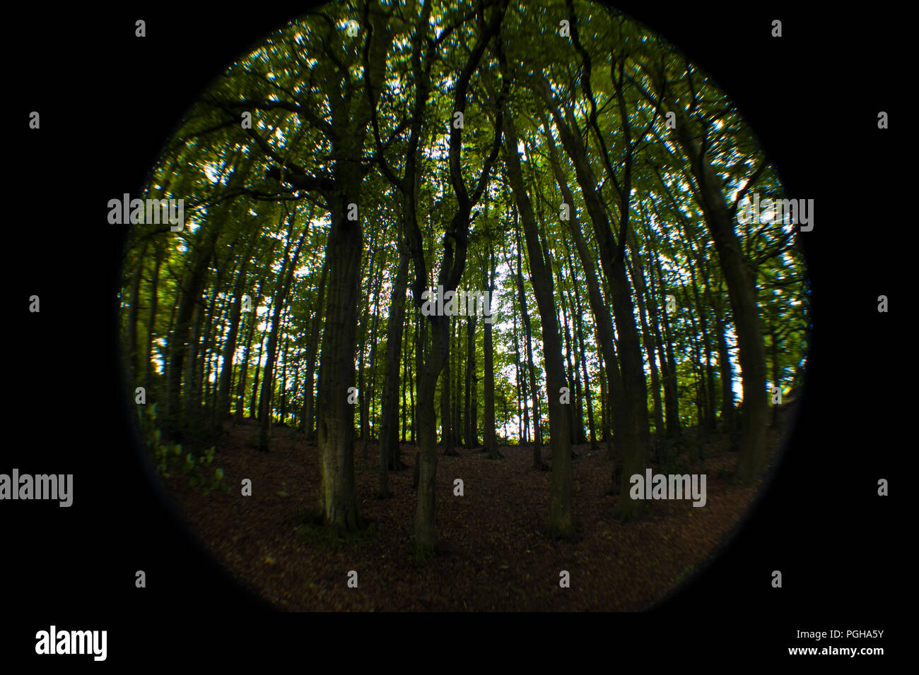 Tree fisheye hi-res stock photography and images - Alamy