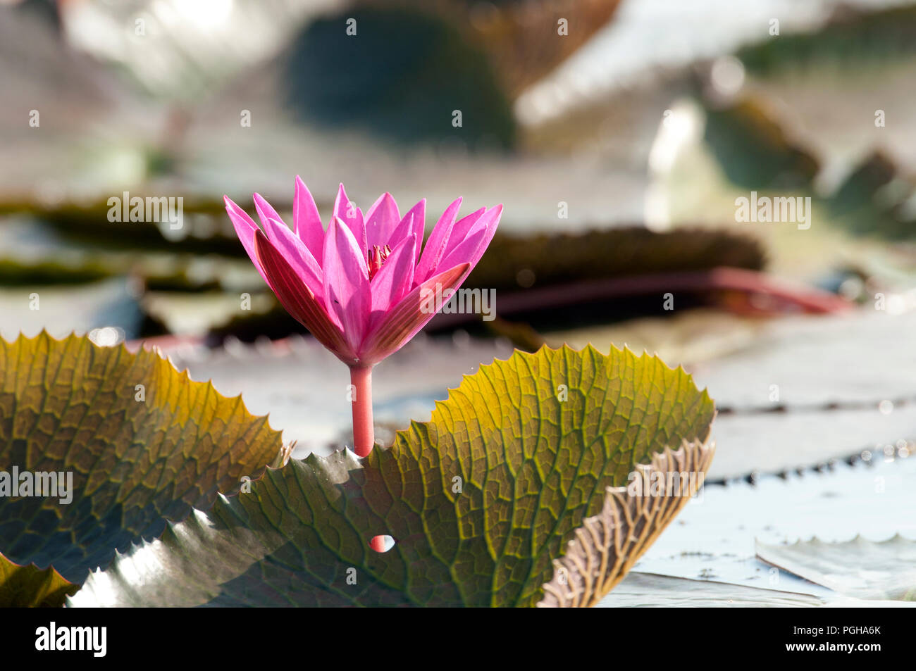 Red Indian water lily - open flower (Nymphaea pubescens) - Tale Noi - Patthalung - Thailand ...