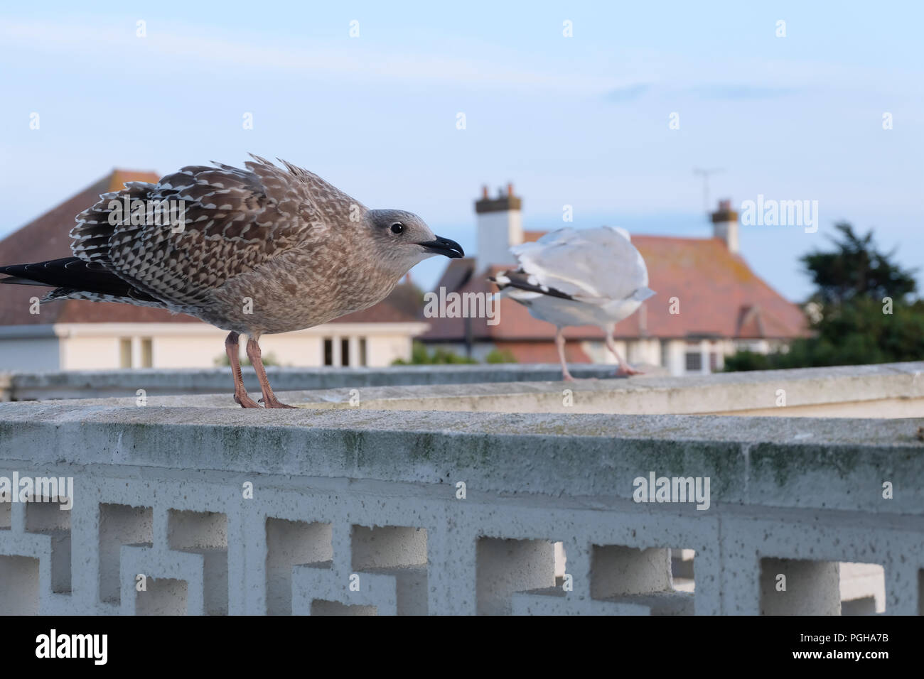 Mottled plumage hi-res stock photography and images - Alamy