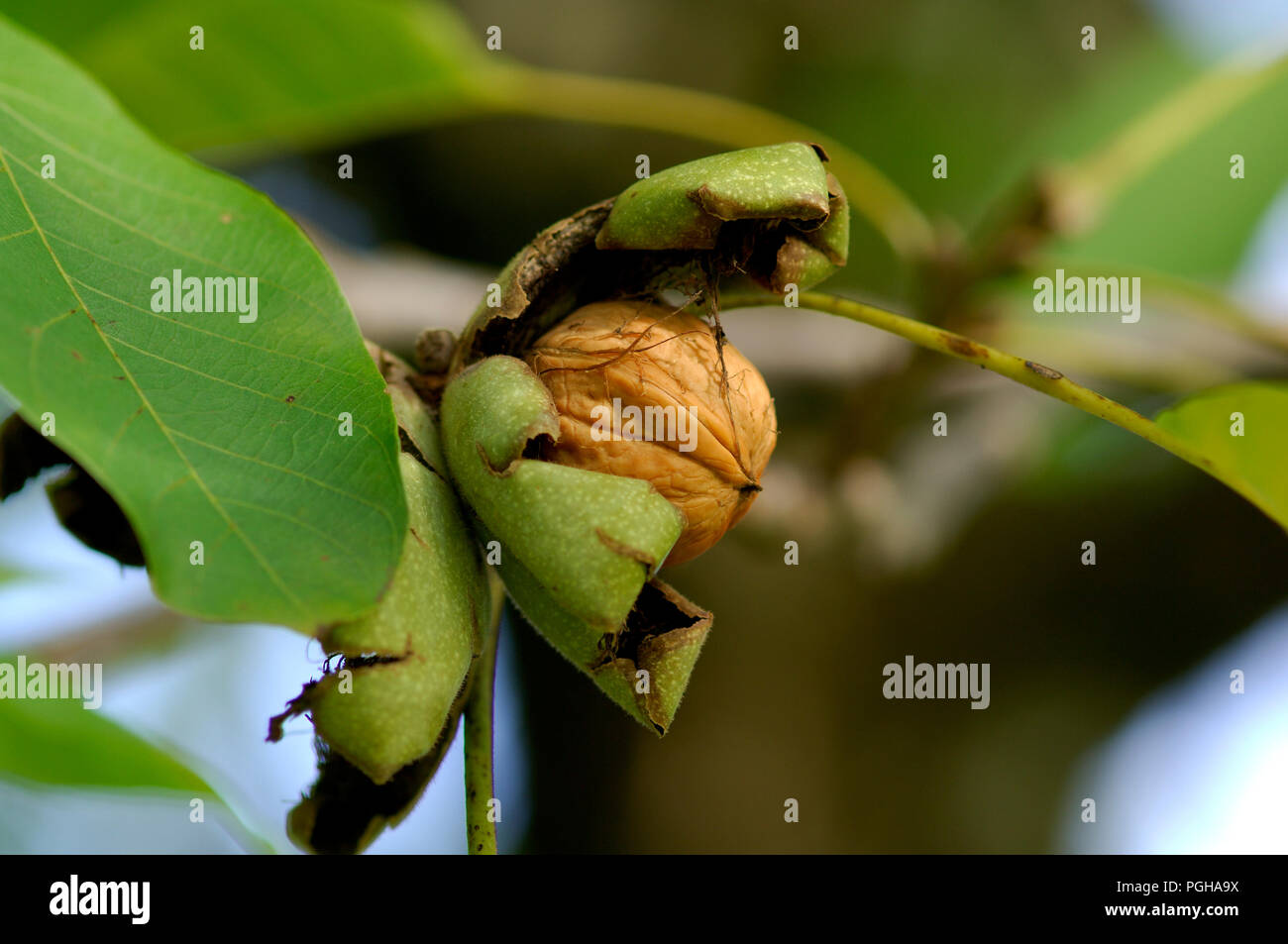 Common Walnut - Fruit (Juglans regia) - France Noyer - noix Stock Photo ...