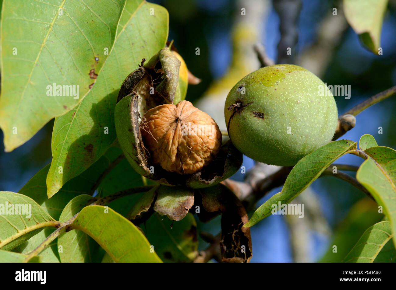 Common Walnut - Fruit (Juglans regia) - France Noyer - noix Stock Photo ...