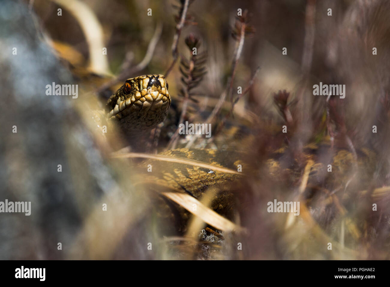 Adder Scotland High Resolution Stock Photography and Images - Alamy