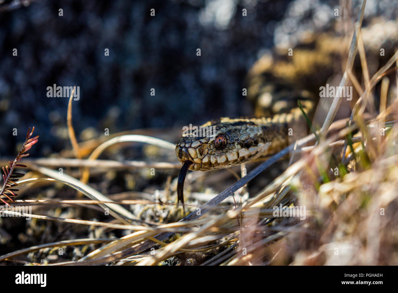 Adder scotland hi-res stock photography and images - Alamy