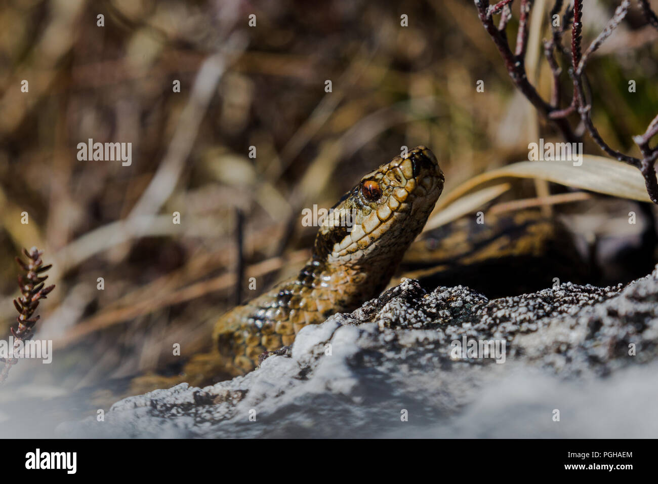 Common adder scotland hi-res stock photography and images - Alamy