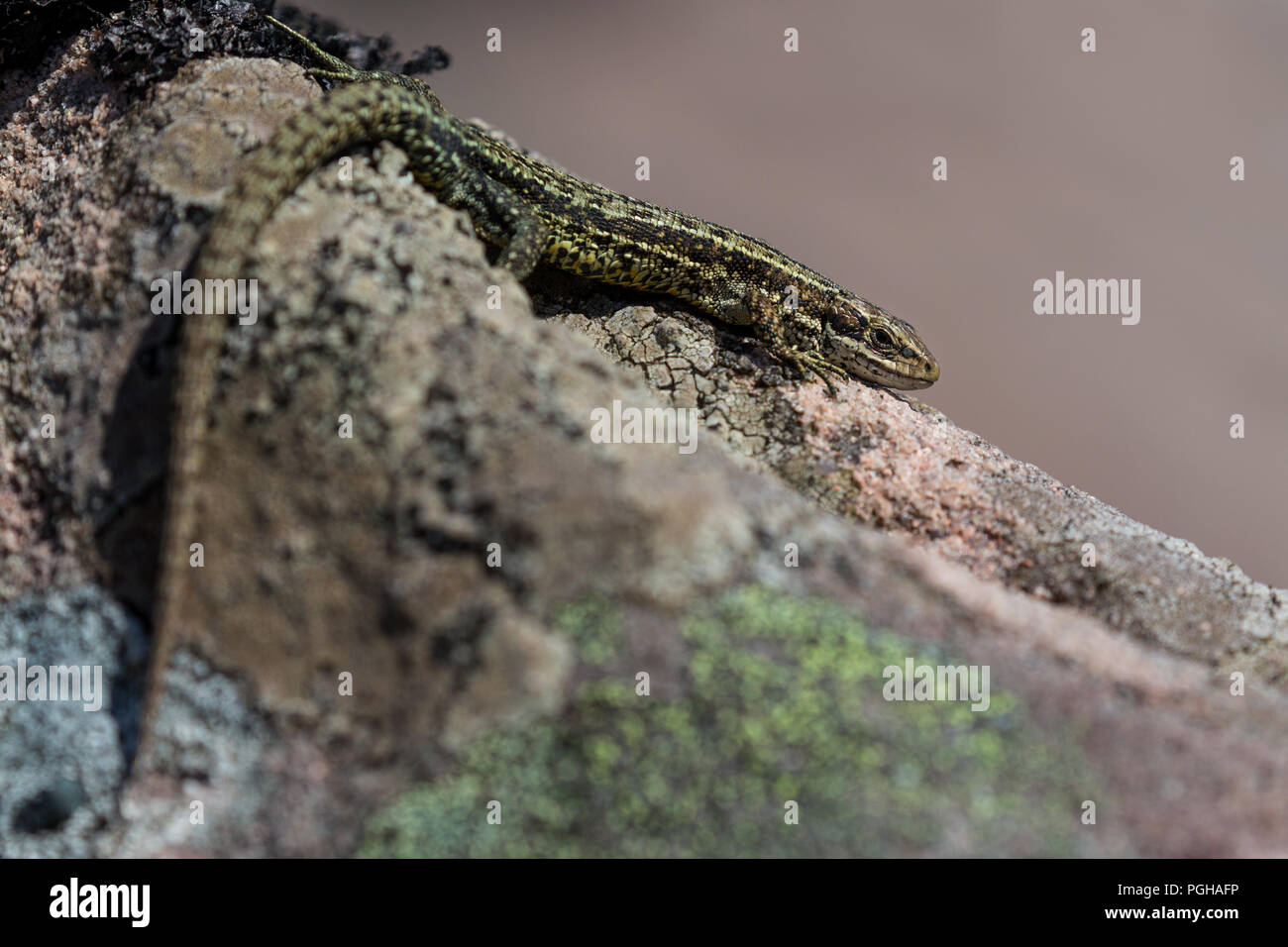 Common Lizard, Scotland Stock Photo - Alamy