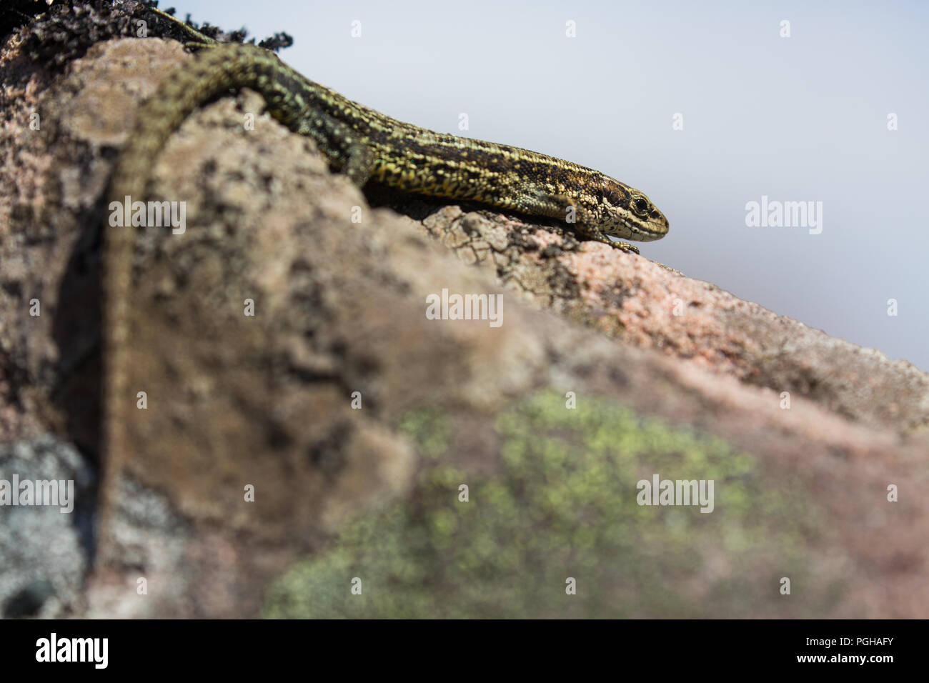 Uk wildlife reptile lizard hi-res stock photography and images - Alamy