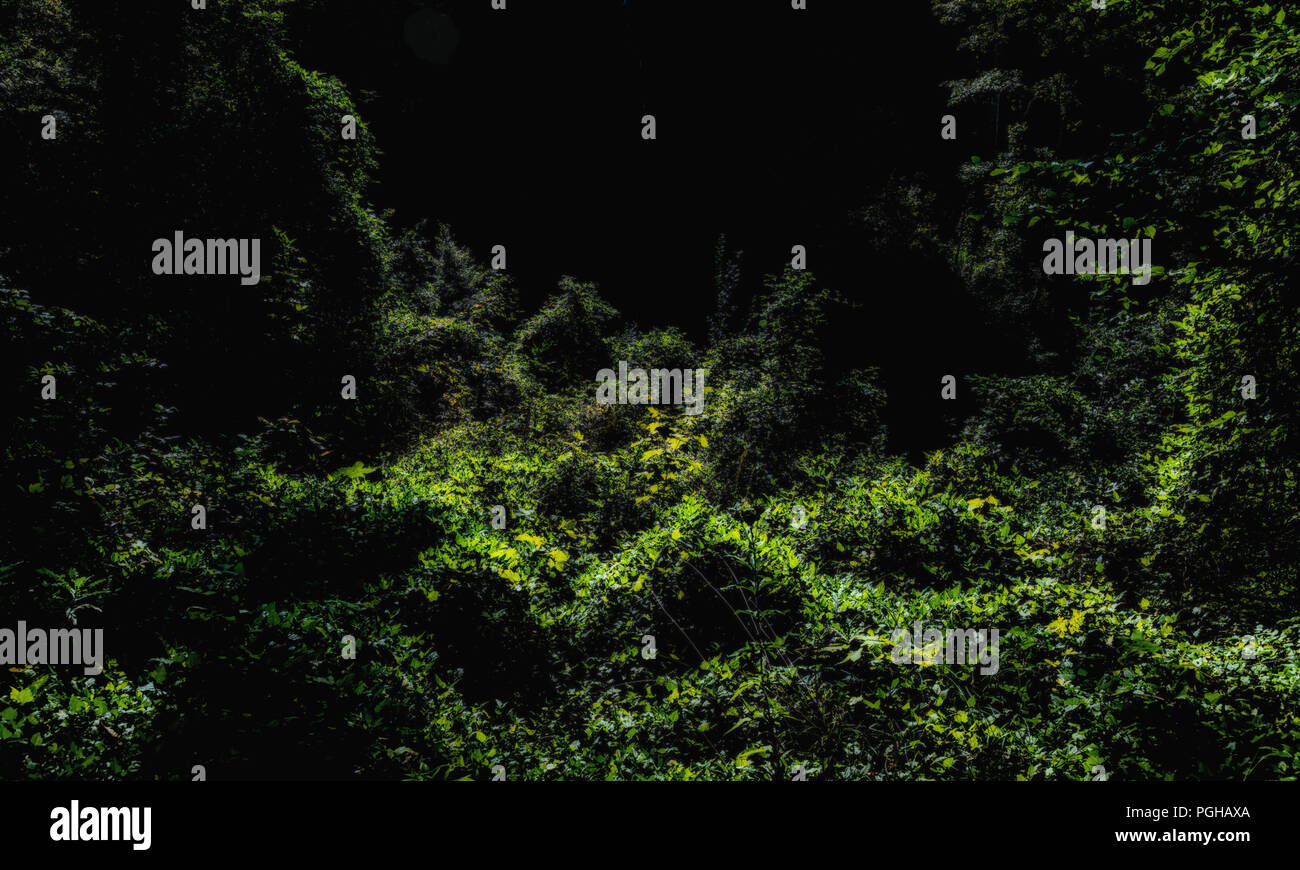 Magical Forest In Late Summer With Dark Background Stock Photo - Alamy