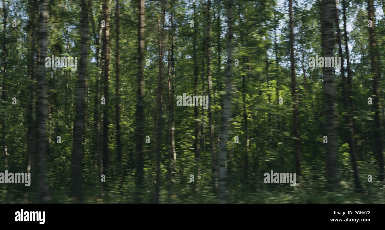 Motion blurred side view of green mixed forest on a sunny summer day ...