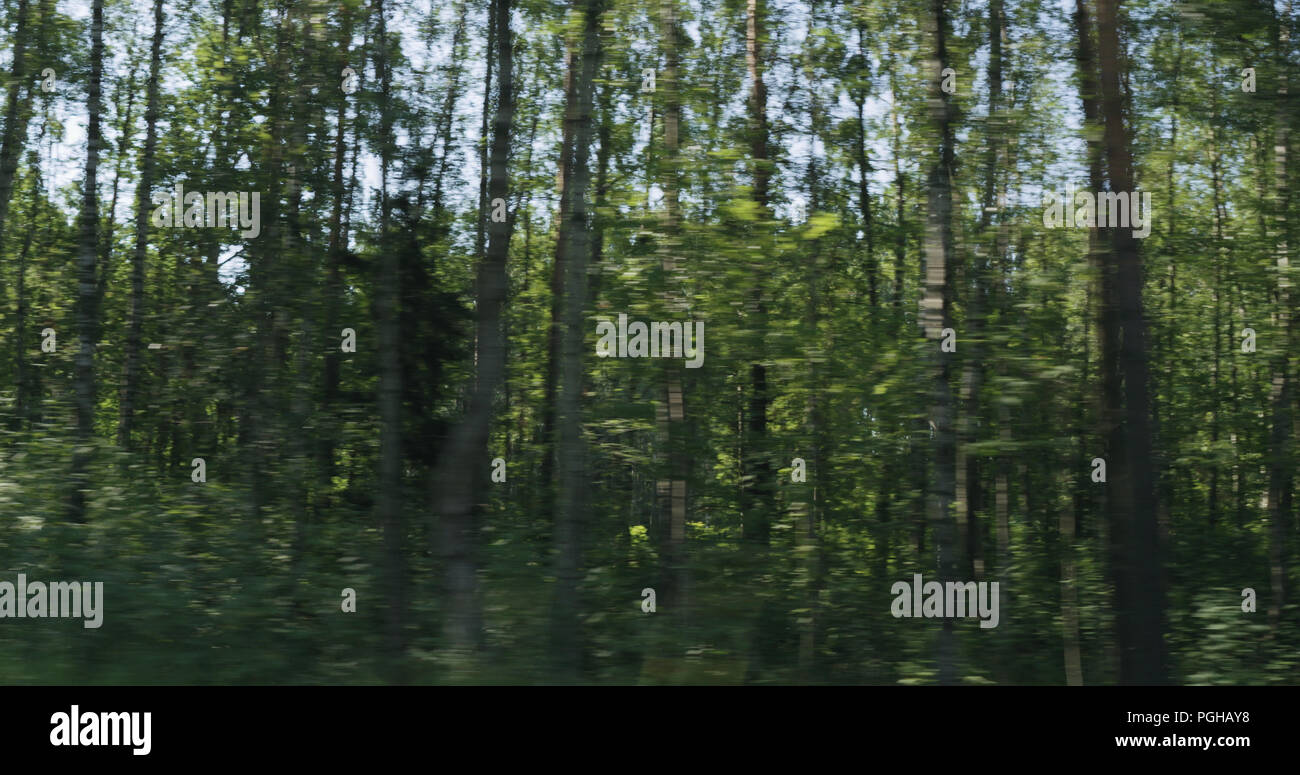 Motion blurred side view of green mixed forest on a sunny summer day ...
