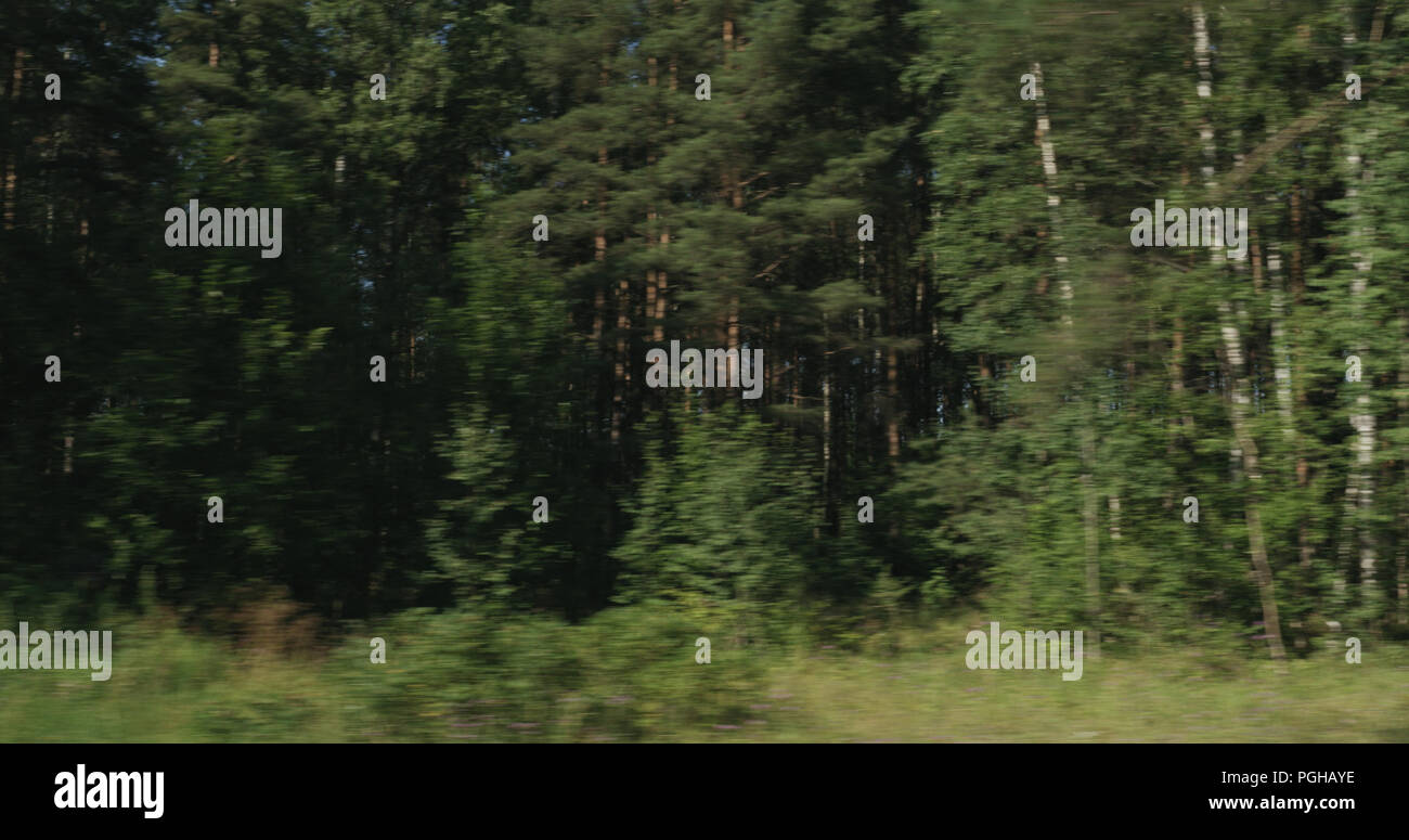 Motion blurred side view of green mixed forest on a sunny summer day ...