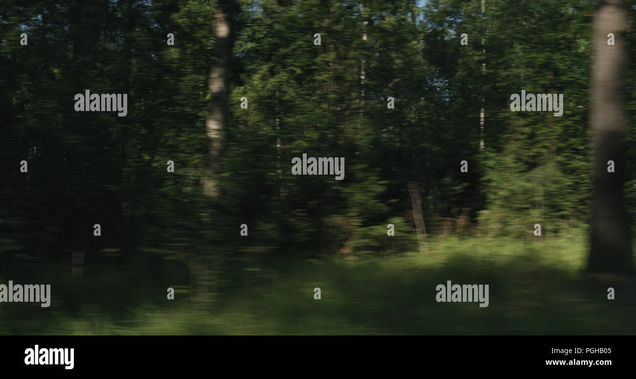 Motion blurred side view of green mixed forest on a sunny summer day ...