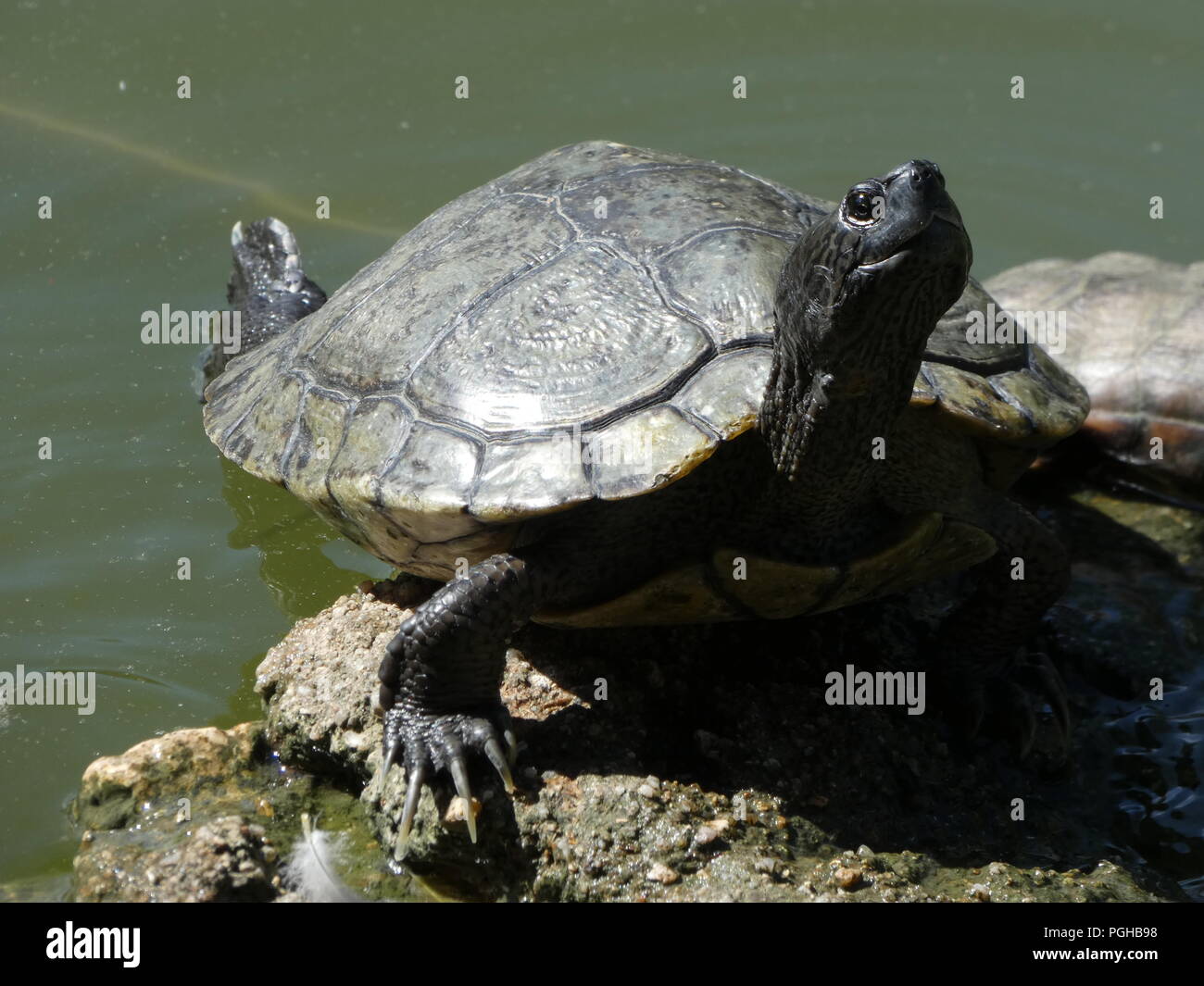 Spanish pond turtle hi-res stock photography and images - Alamy