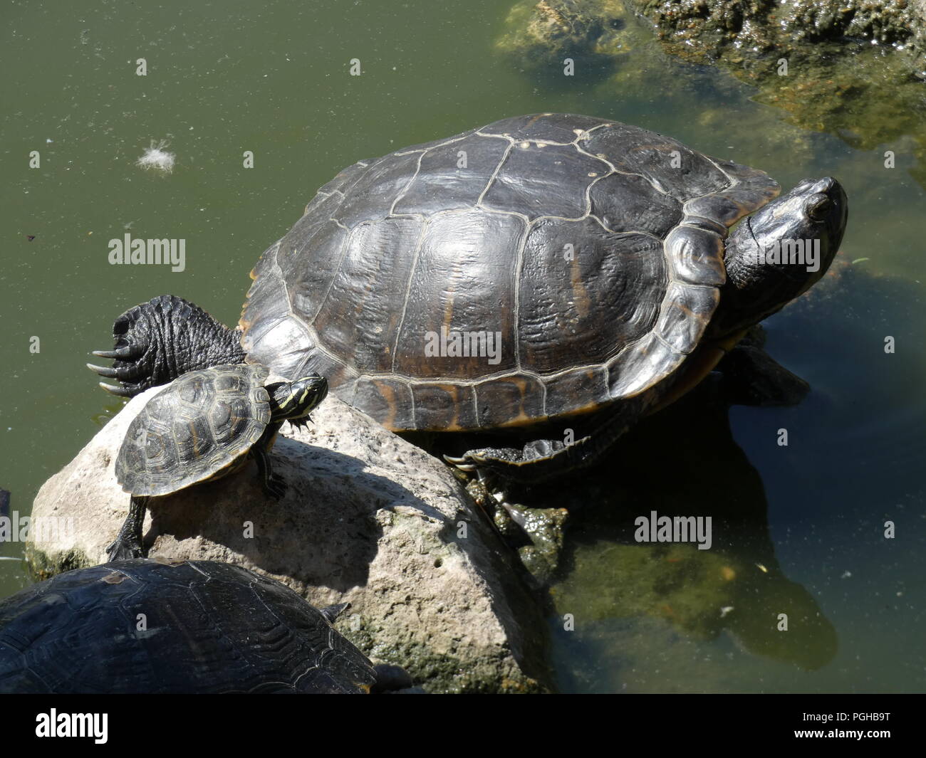 Spanish pond turtle hi-res stock photography and images - Alamy