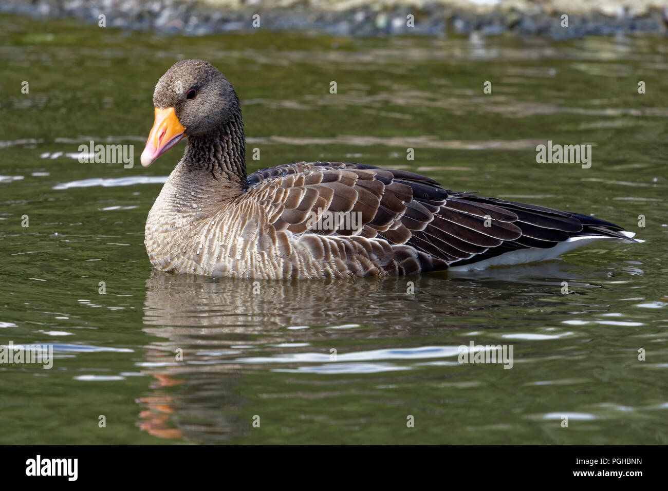 Handsome Goose High Resolution Stock Photography and Images - Alamy