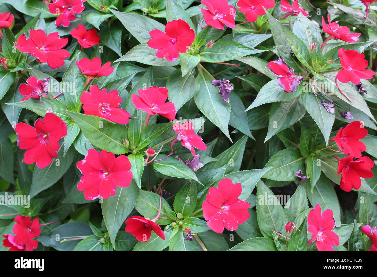 Pretty pink petunias outdoor landscaping at the UBS Tower, One North ...