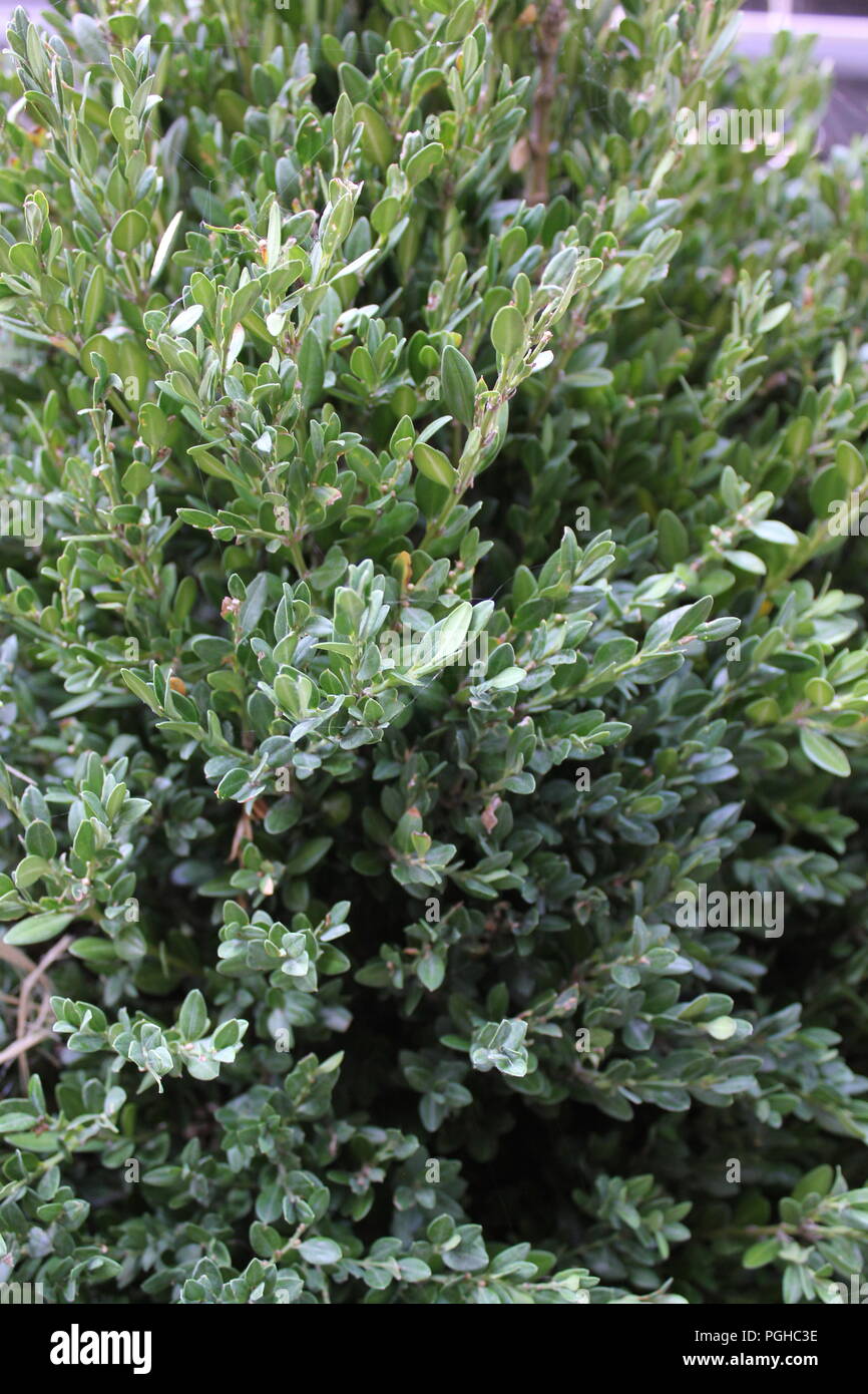 Outdoor landscaping at the UBS Tower, One North Wacker Drive, in ...