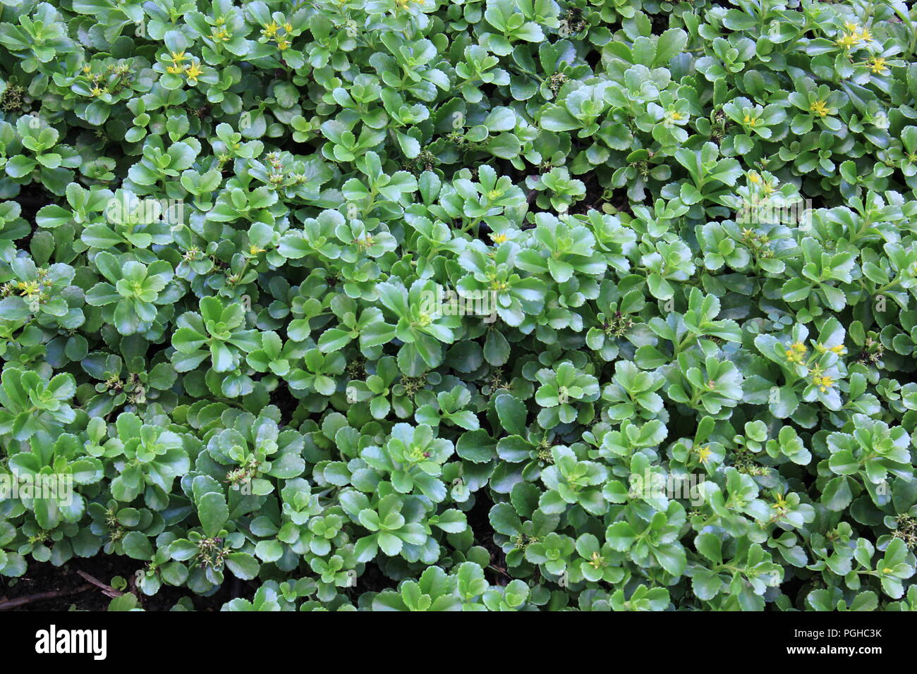 Outdoor landscaping at the UBS Tower, One North Wacker Drive, in ...