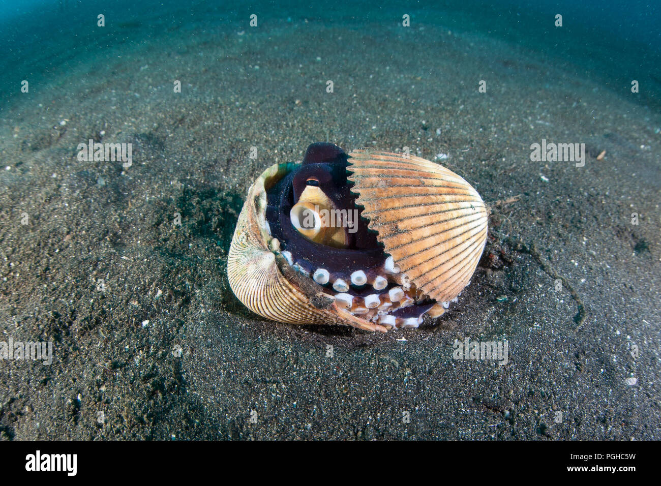 A Coconut octopus uses empty clam shells to hide on the black sand ...