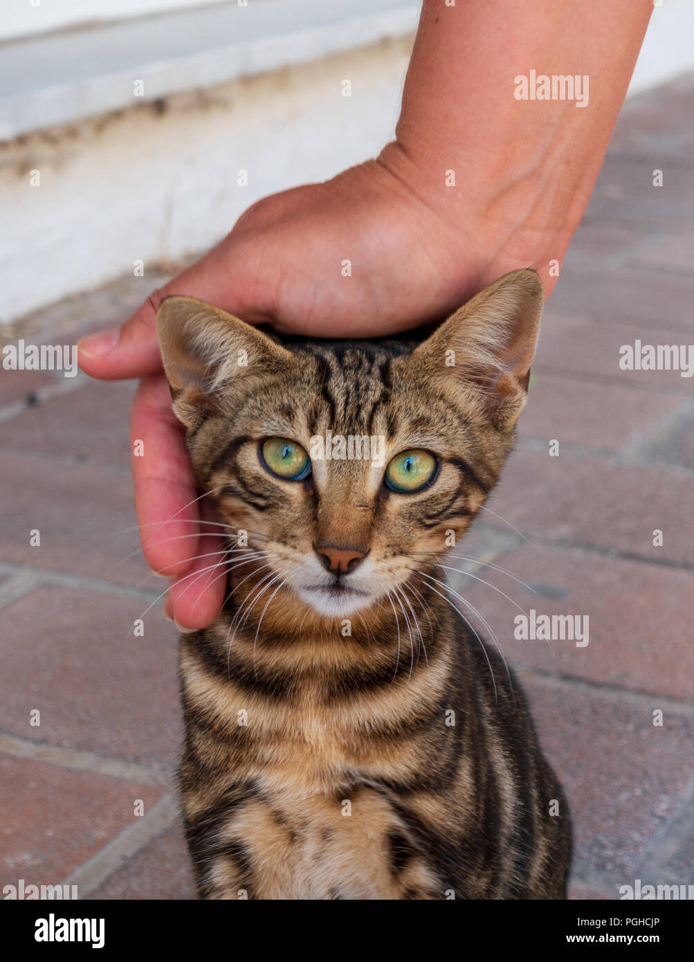 Street cat being stroked in Greece Stock Photo - Alamy