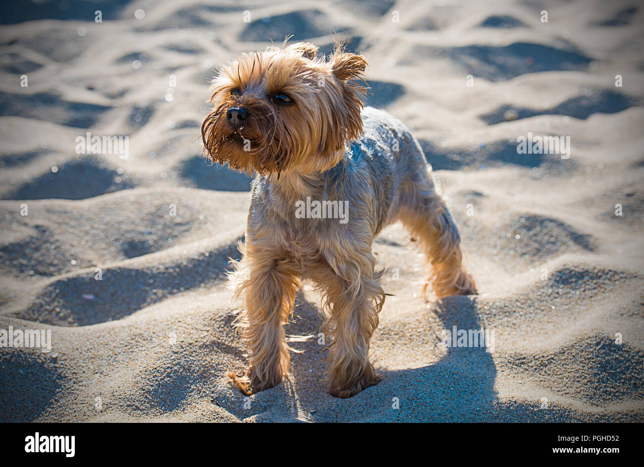 Yorkshire terrier sand beach hi-res stock photography and images - Alamy