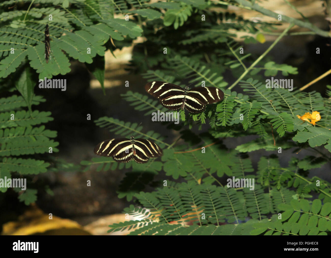 Zebra butterfly hi-res stock photography and images - Alamy