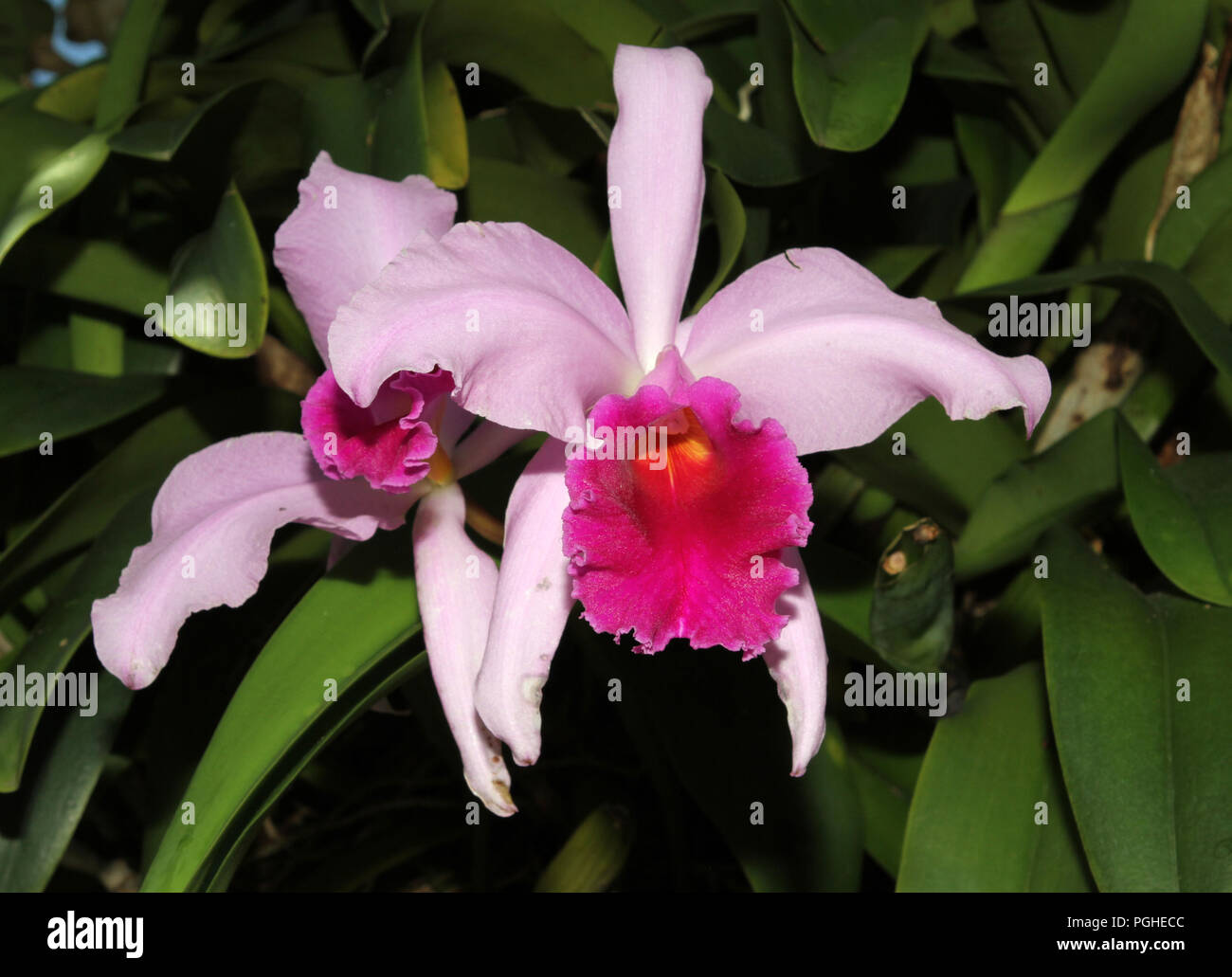 Green apple orchid hi-res stock photography and images - Alamy