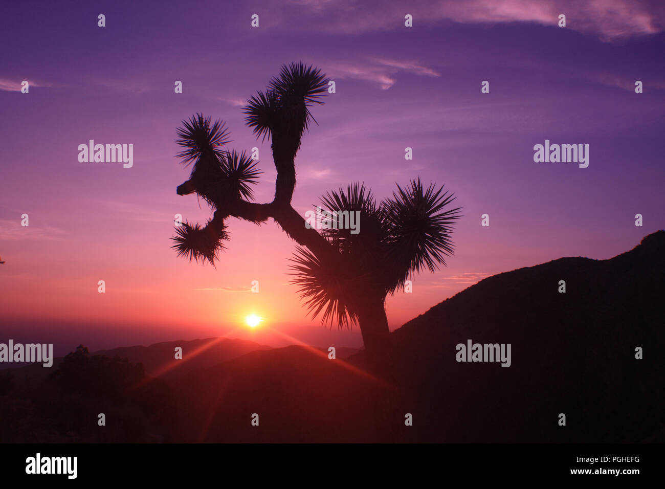 Sunset in Joshua Tree Stock Photo - Alamy