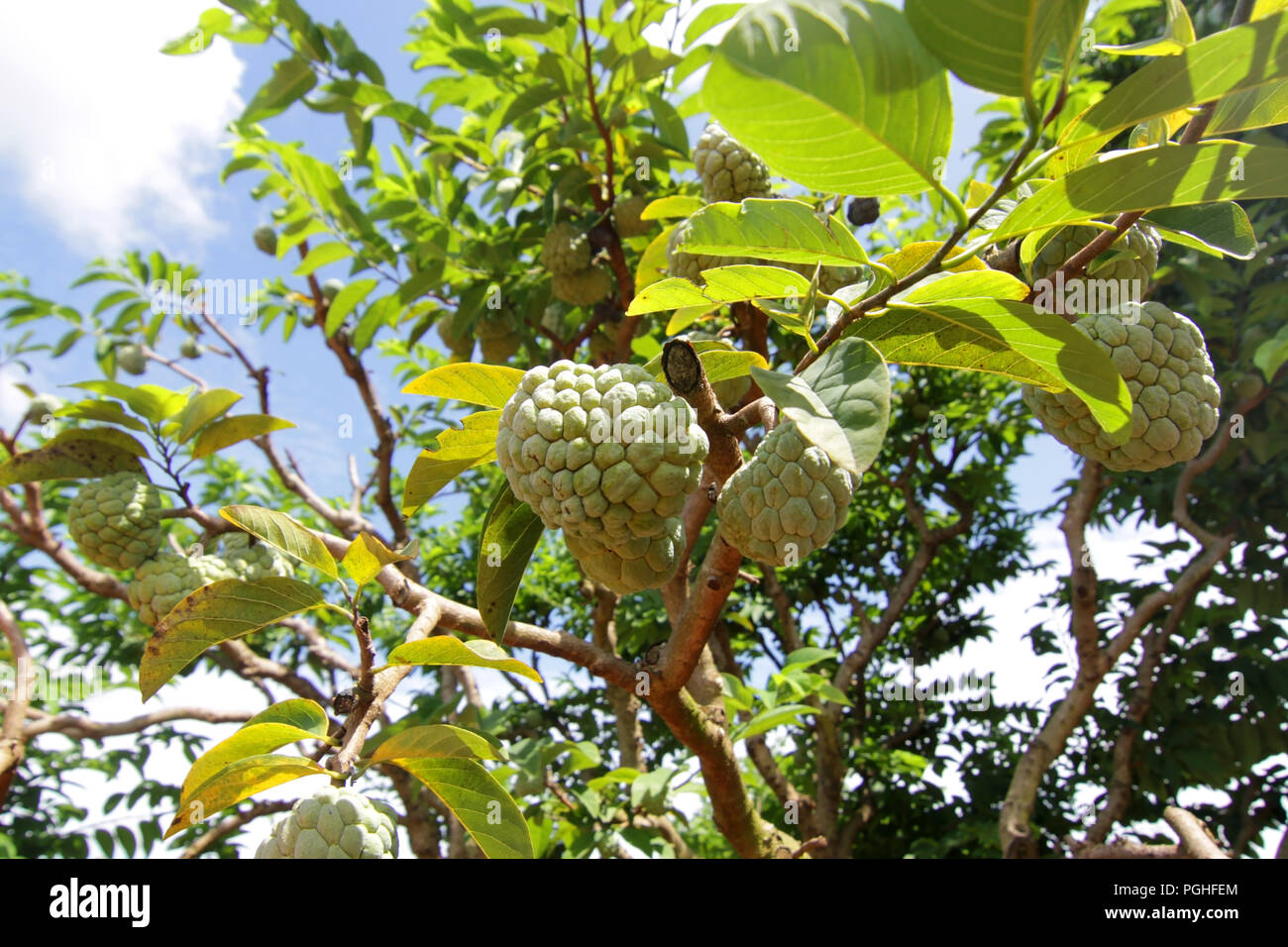 custard apple fruit on tree in organic farm Stock Photo - Alamy