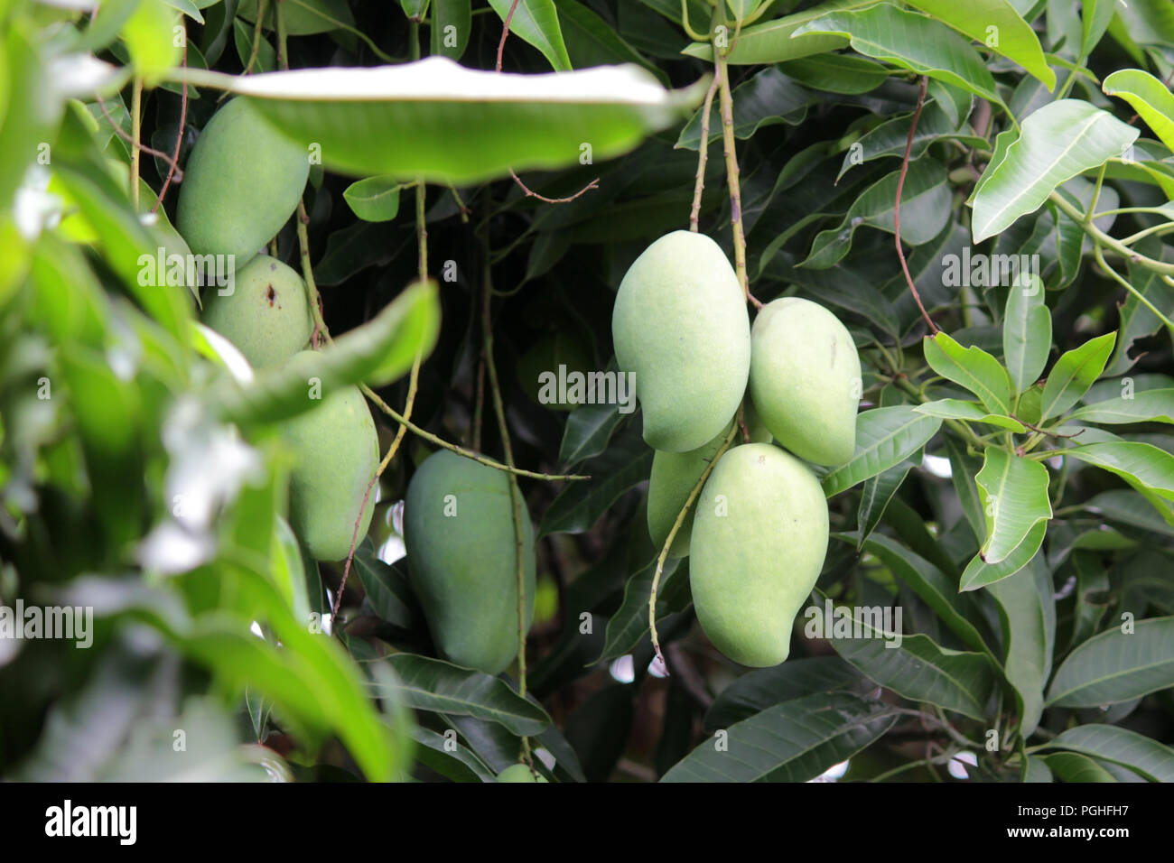 young mango fruit on tree in organic farm Stock Photo - Alamy