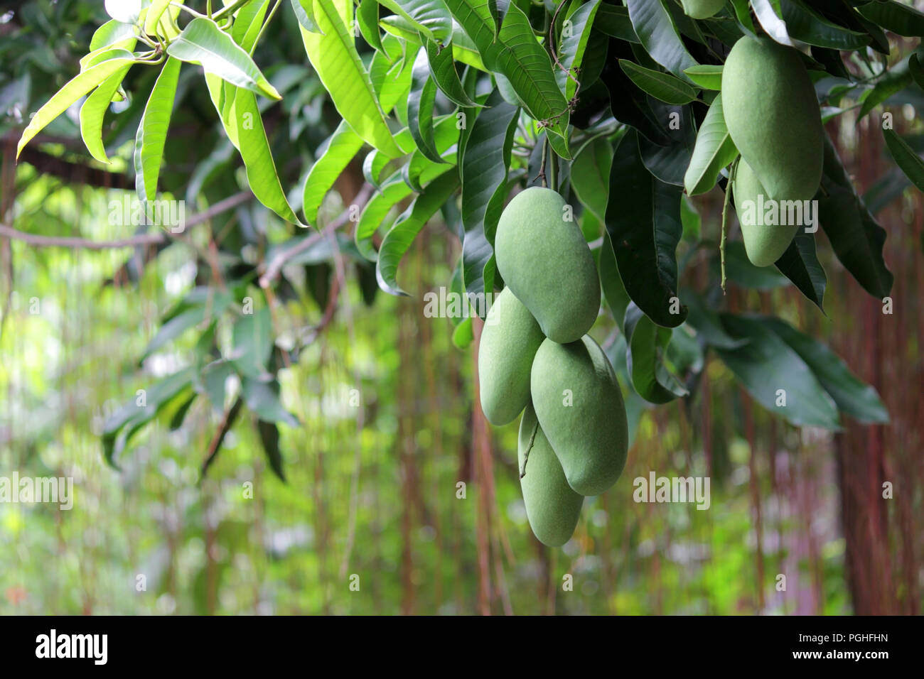 Young Mango Tree