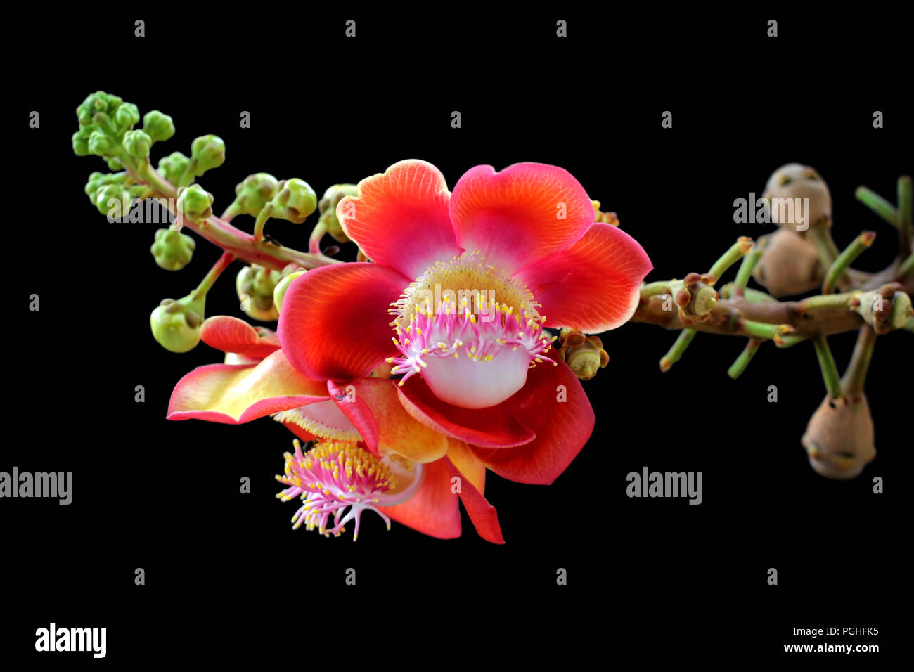 beautiful cannonball tree isolated on black background Stock Photo - Alamy