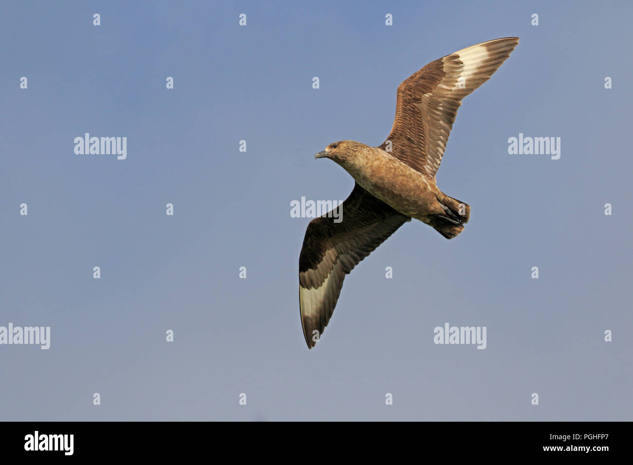 Great Skua in flight over St Kilda Outer Hebrides Stock Photo - Alamy