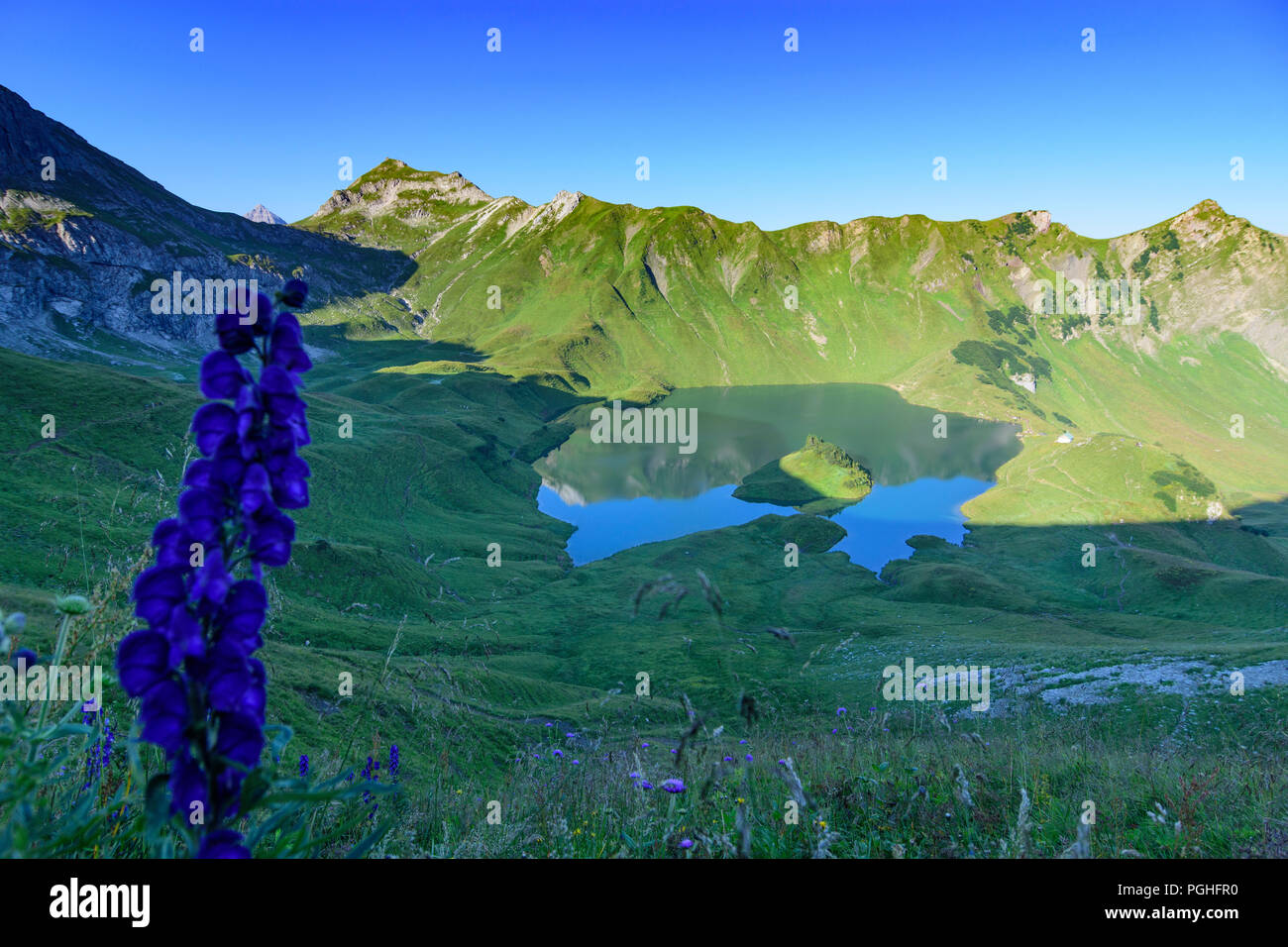 Allgäuer Alpen: lake Schrecksee, flower flowers, alp, Schwaben, Allgäu ...