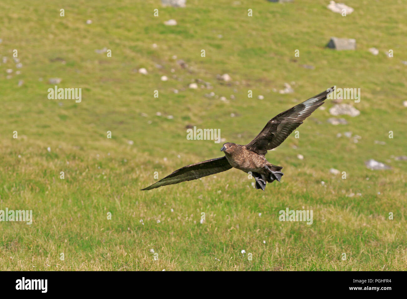 Great Skua in flight over St Kilda Outer Hebrides Stock Photo - Alamy