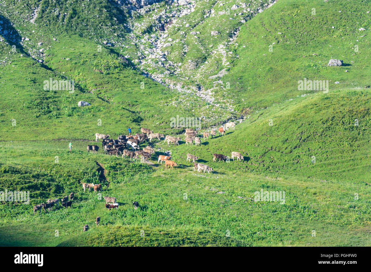 Allgäuer Alpen: lake Schrecksee, cow cows, alp, Schwaben, Allgäu ...