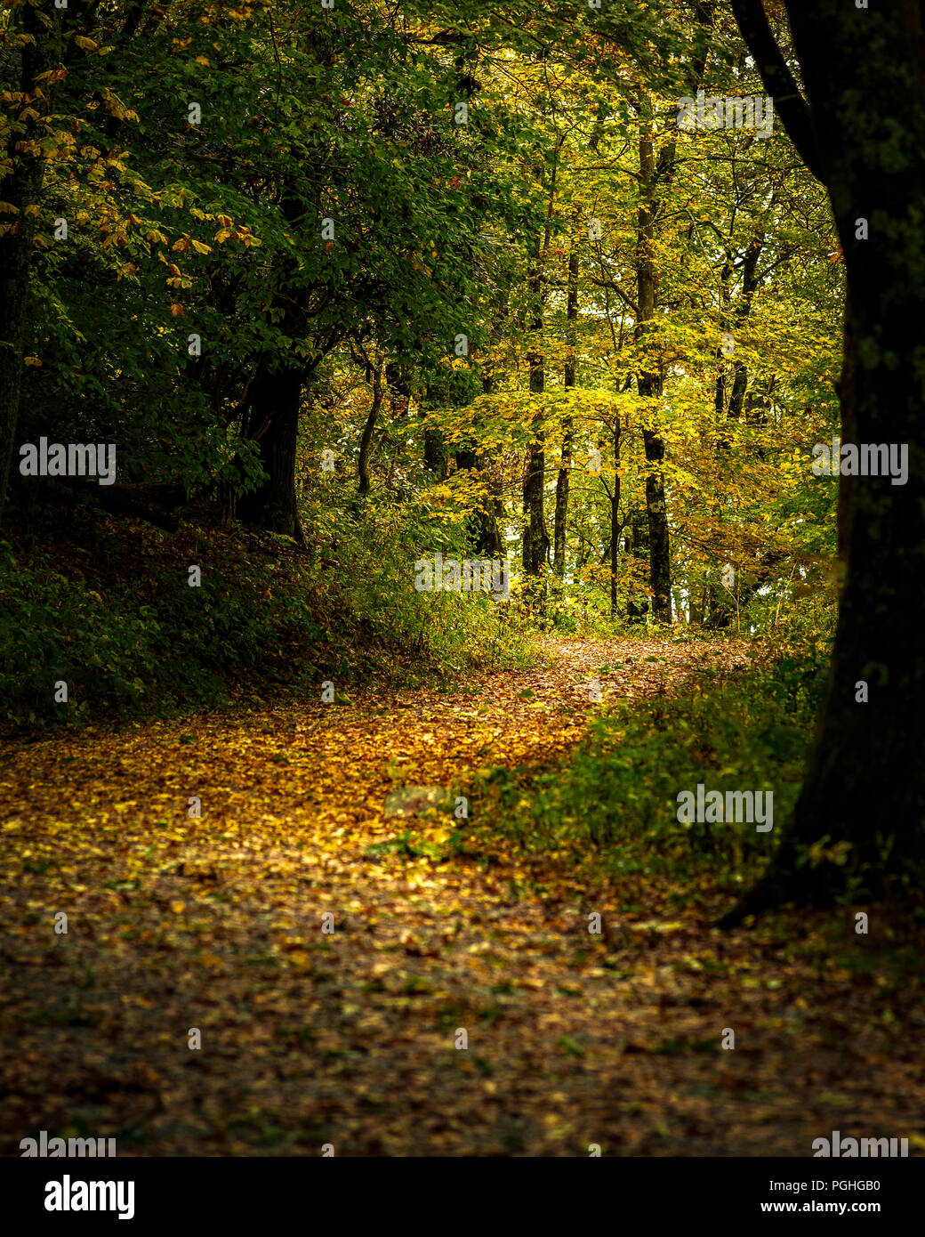 Fall colors on full hi-res stock photography and images - Alamy