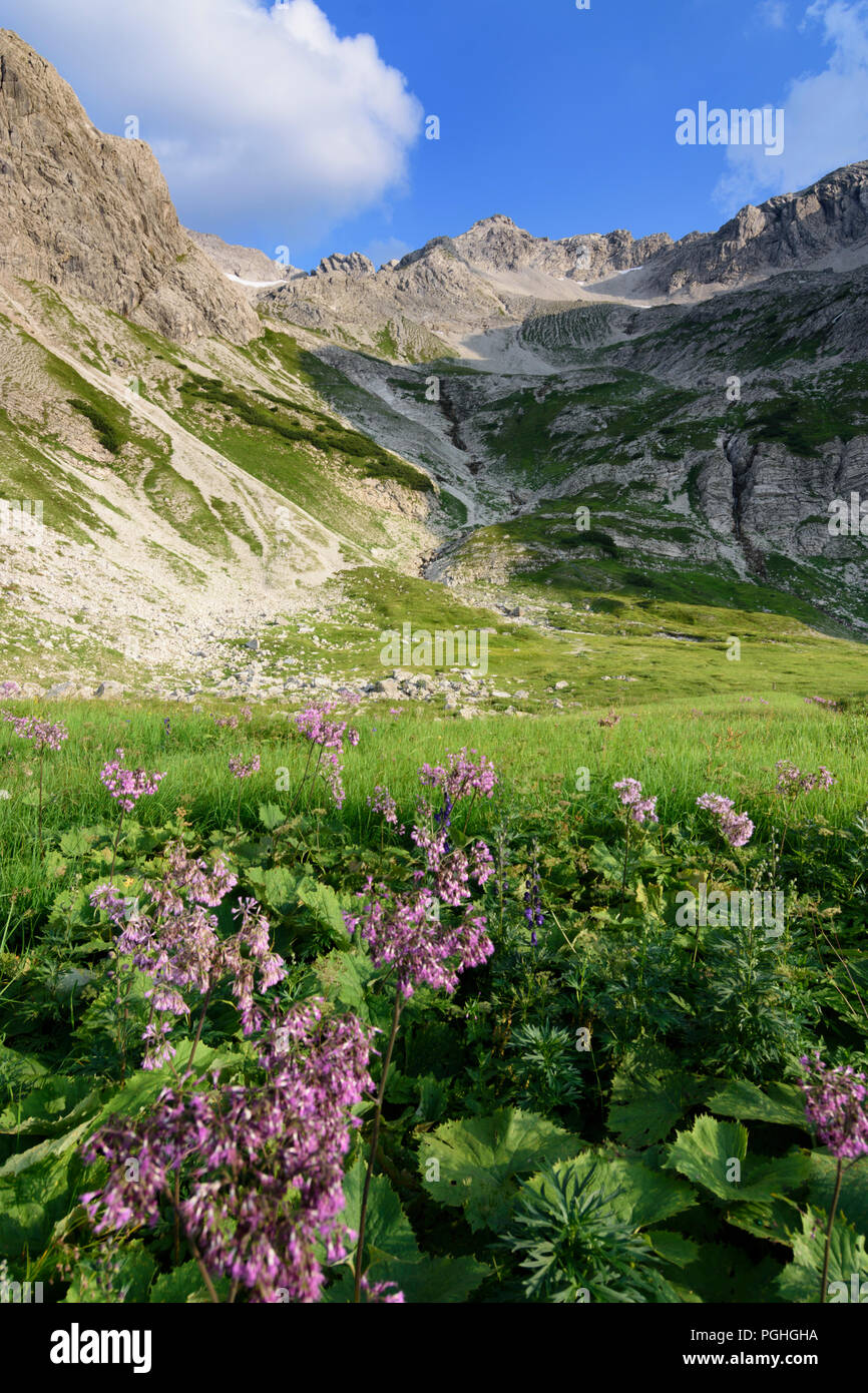 Allgäuer Alpen: summit Hochvogel, valley Oberes Tal, flowers, near ...