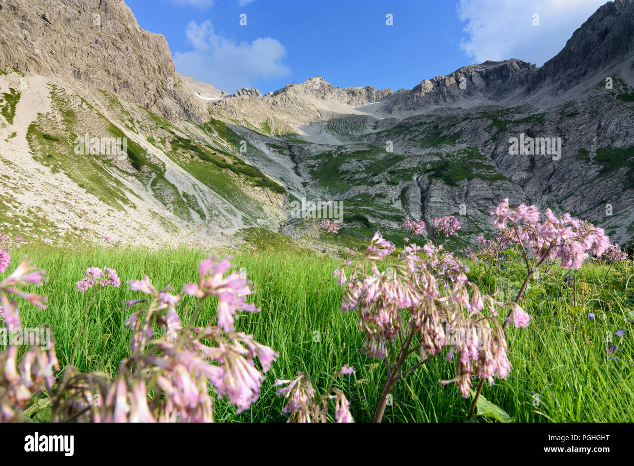 Allgäuer Alpen: summit Hochvogel, valley Oberes Tal, flowers, near ...