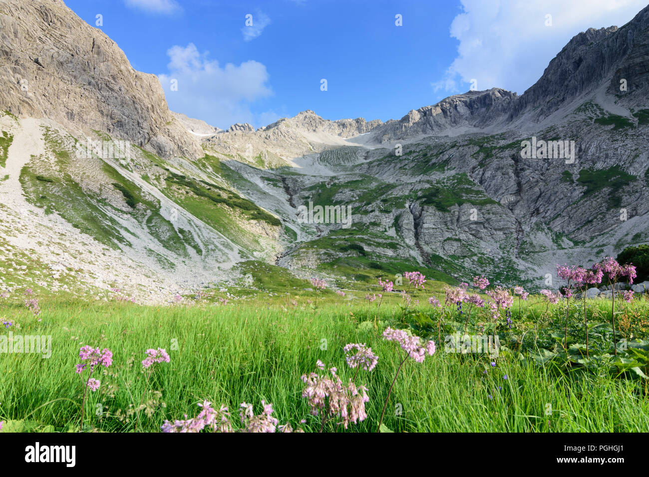 Allgäuer Alpen: summit Hochvogel, valley Oberes Tal, flowers, near ...