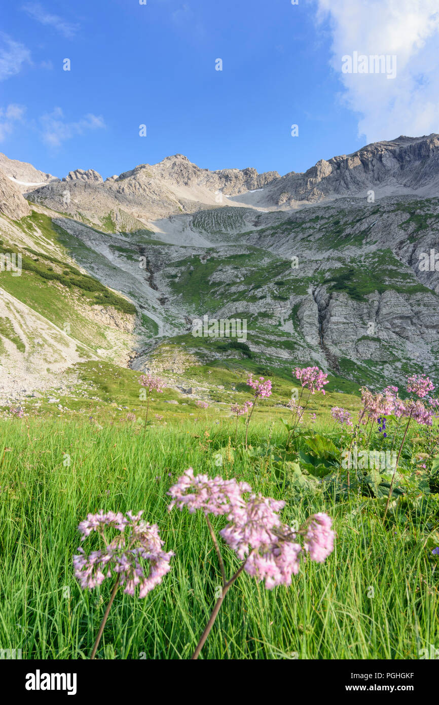 Allgäuer Alpen: summit Hochvogel, valley Oberes Tal, flowers, near ...