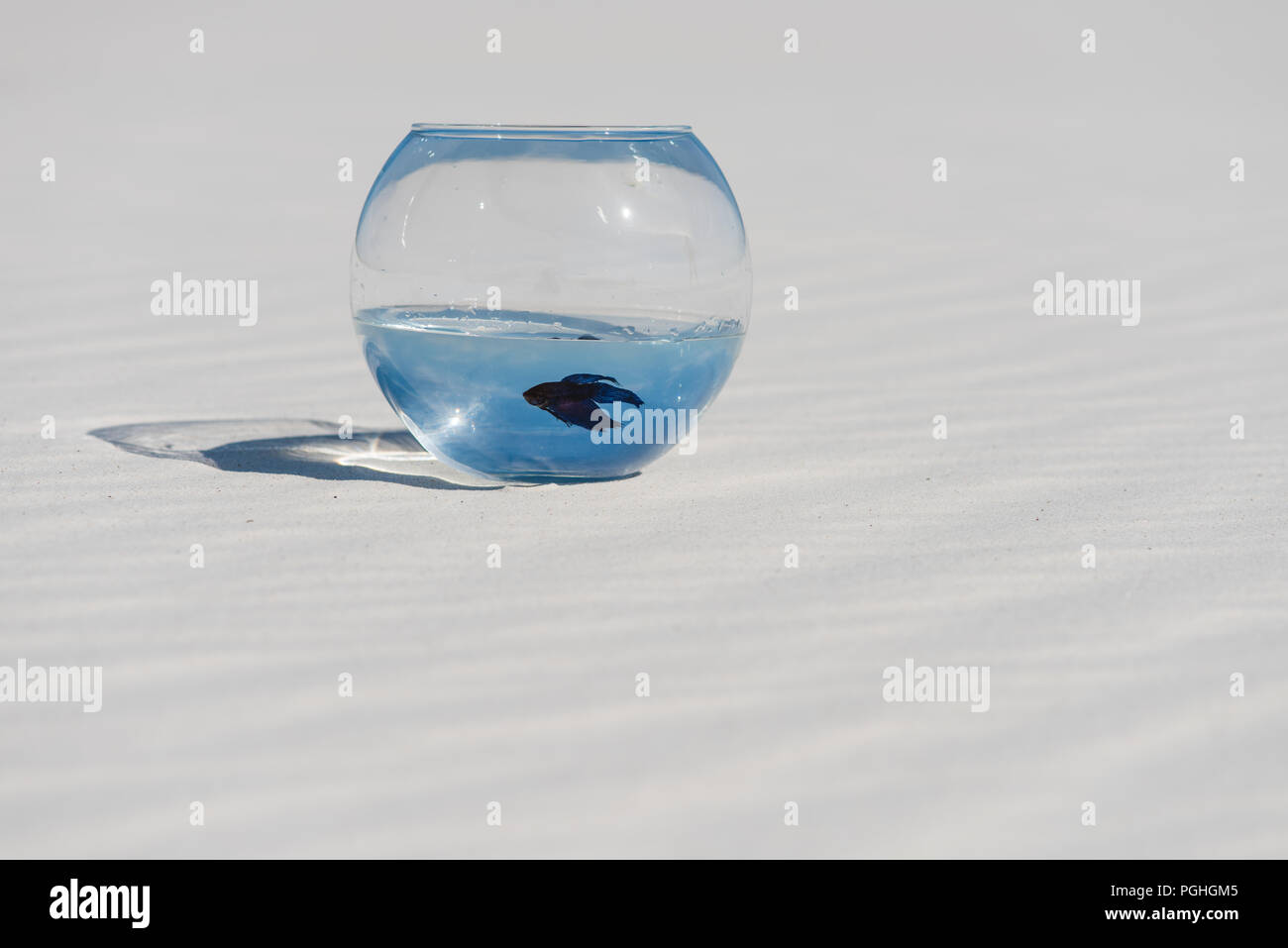 One fish in aquarium on beach sand Stock Photo - Alamy