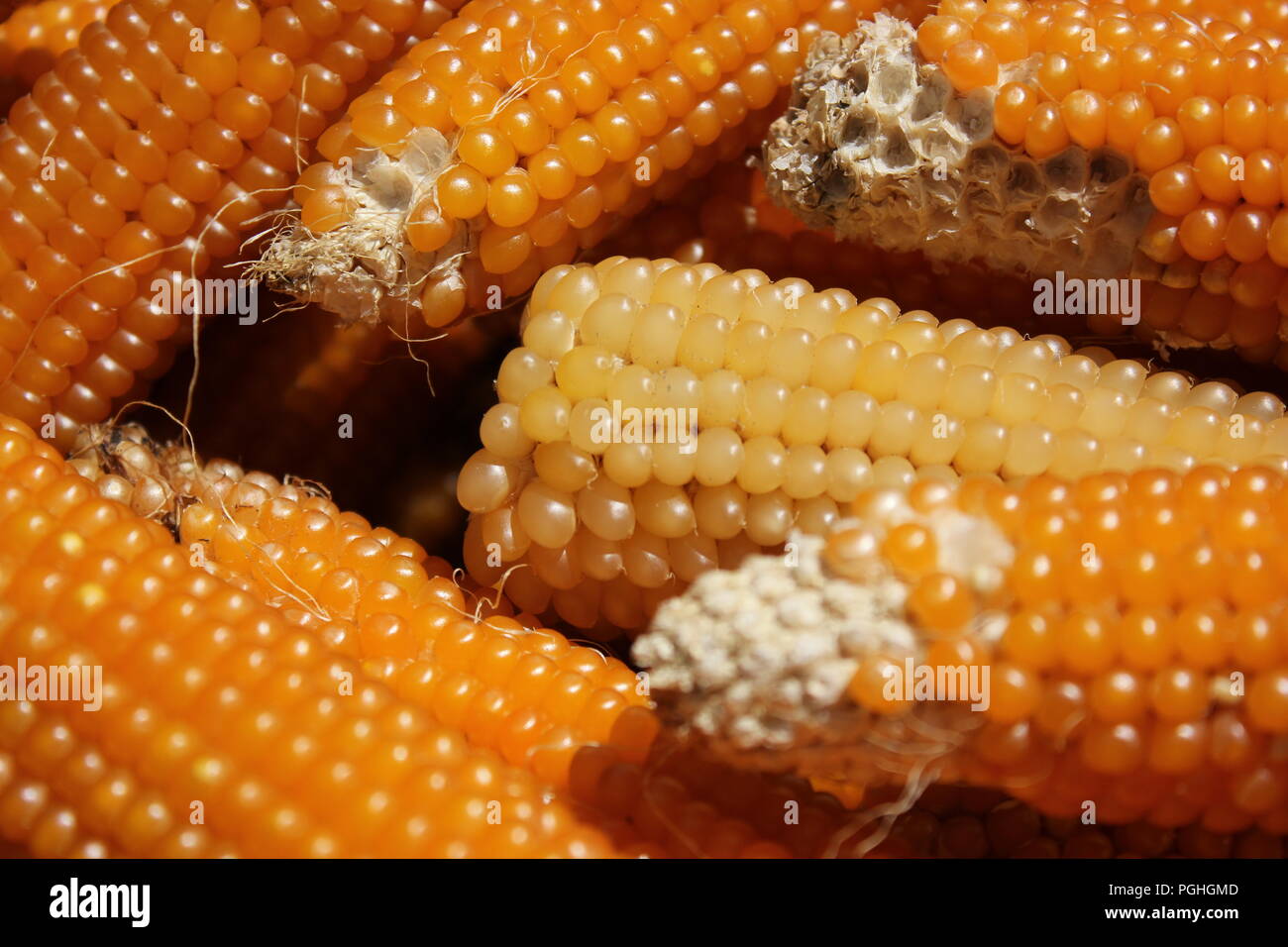 Zea mays everta hi-res stock photography and images - Alamy